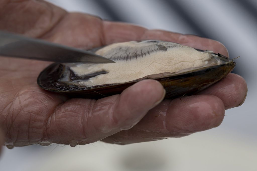 Home - Portarlington Mussel Tours